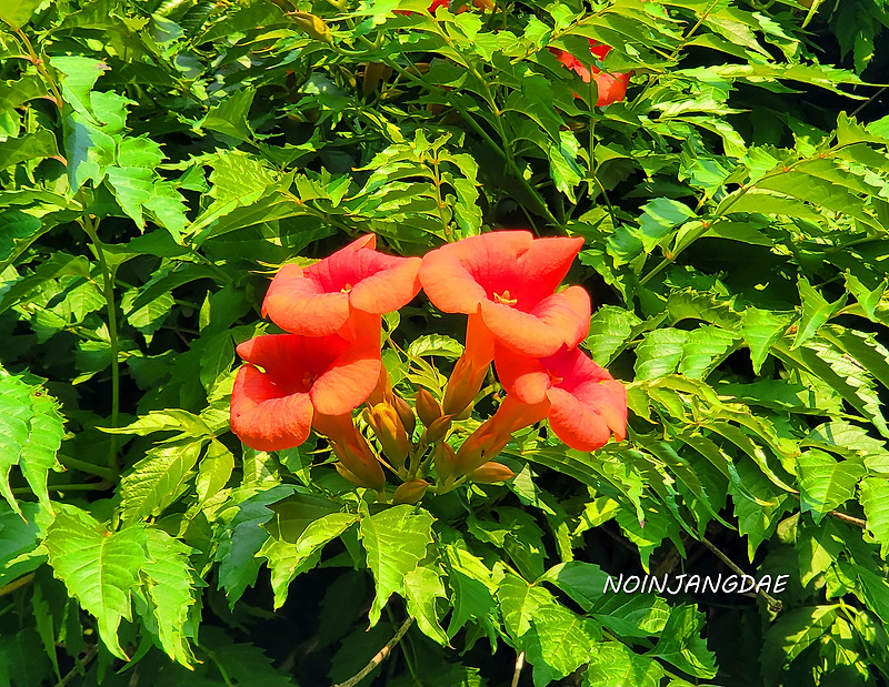 [NIJD Photo] 능소화 240612