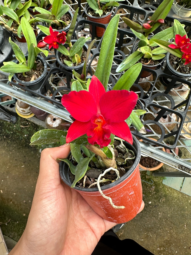 카틀리안데 리틀 헤이즐(Cattlianthe Little Hazel)