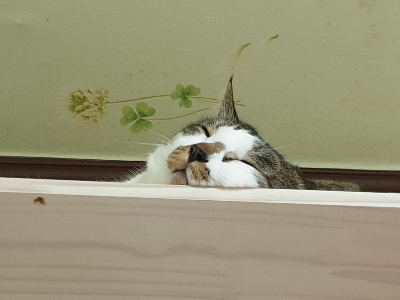 Things to watch out for in living with a cat