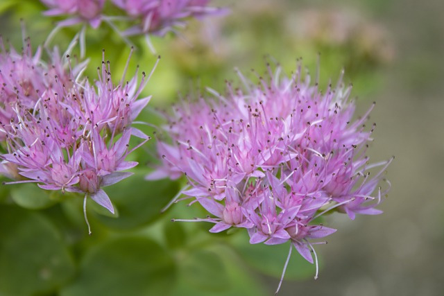 기타 활성 성분을 함유하는 식물
