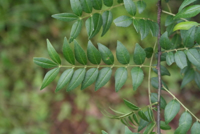 산초나무 (Mastic-leaf prickly ash)