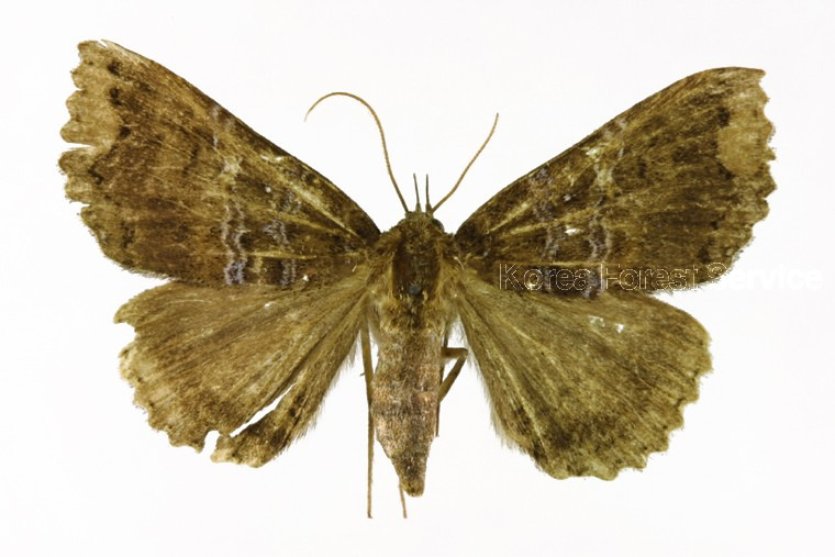 [곤충][나비목][태극나방과] 흰줄썩은잎나방