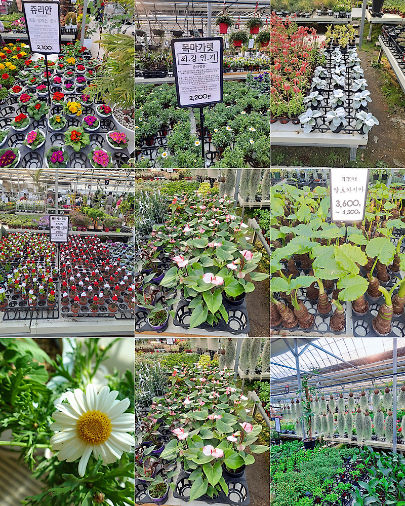 예삐 플라워 아울렛 - 남사 화훼단지