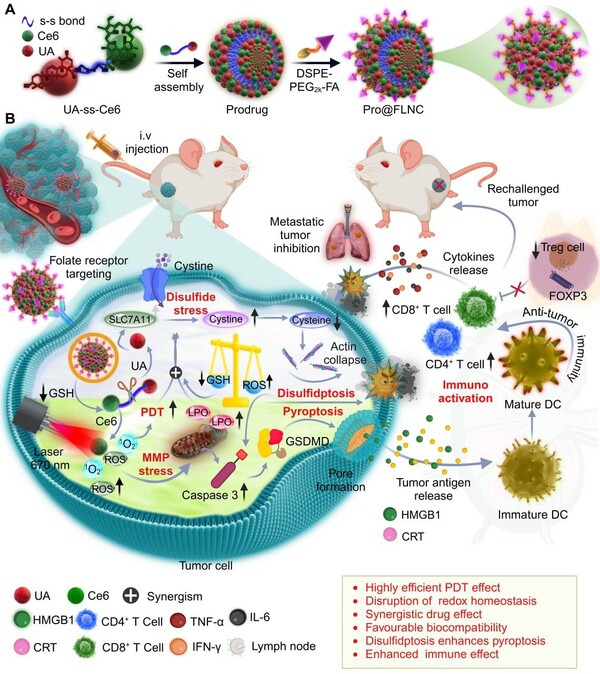 유방암 치료의 새로운 희망, ‘Pro@FLNC’ 나노기술 등장!