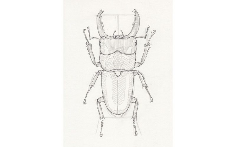 사슴벌레(Stag Beetle)08 - 타우루스 사슴벌레(Dorcus taurus) :: 찰리 버스 Charlieverse