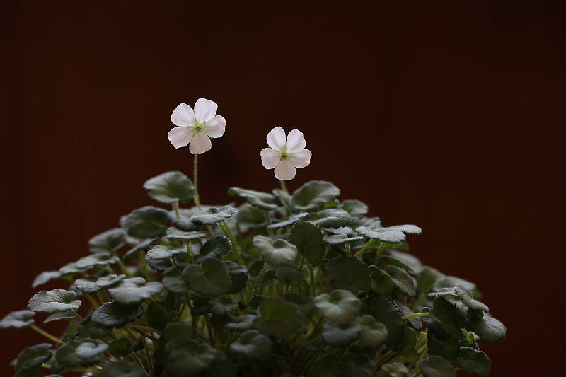 흰풍로초 Geranium Coombland White :: 시사랑꽃사랑