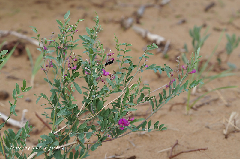 몽골식물 - 사구에 사는 콩과나무 Corethrodendron fruticosum (pall.) B.H.Choi ＆ H.Ohashi