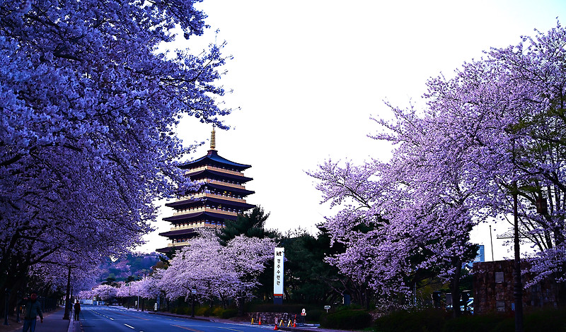 경주 벚꽃,황용원(4/7)