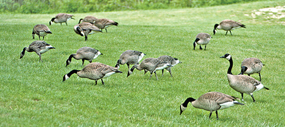 "Winged Wonders: Decoding the Behavior and Biology of Canada Geese"