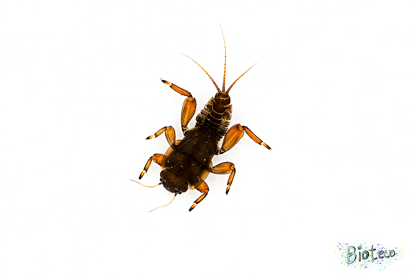 먹하루살이(Cincticostella orientalis)_2022.11.20.