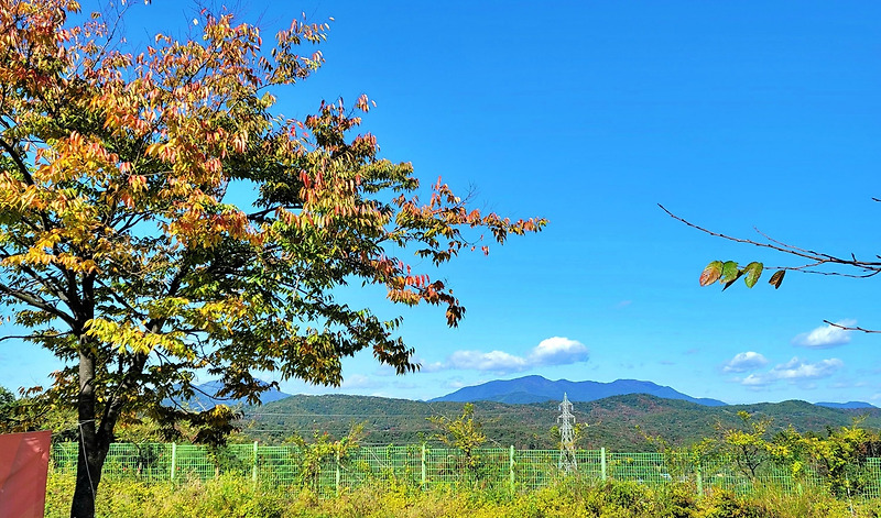 돌아 온 가을 241023