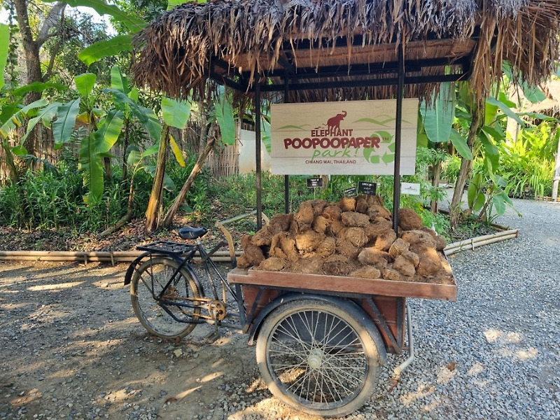 [Chiang Mai with Kids] Visiting Elephant PooPooPaper Park