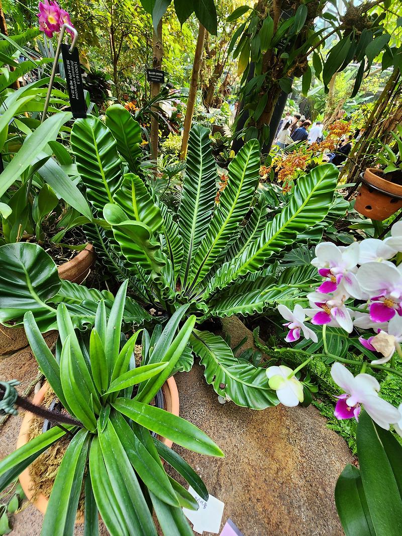 Asplenium nidus 'Cobra'