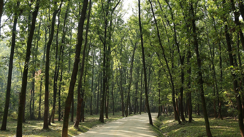 세월이 쏜살같다 : 철학적·심리적 고찰 Time Flies Like an Arrow