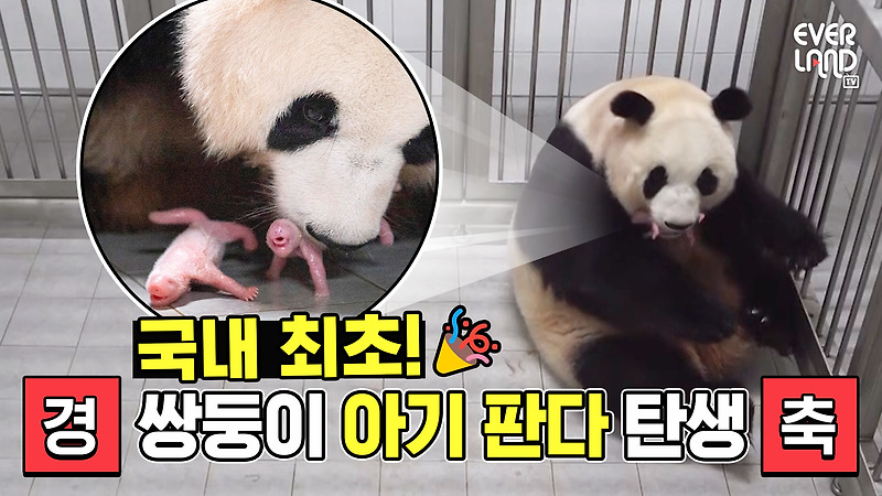최초공개 쌍둥이 아기 판다 탄생 순간 에버랜드 판다 아이바오 출산 현장 