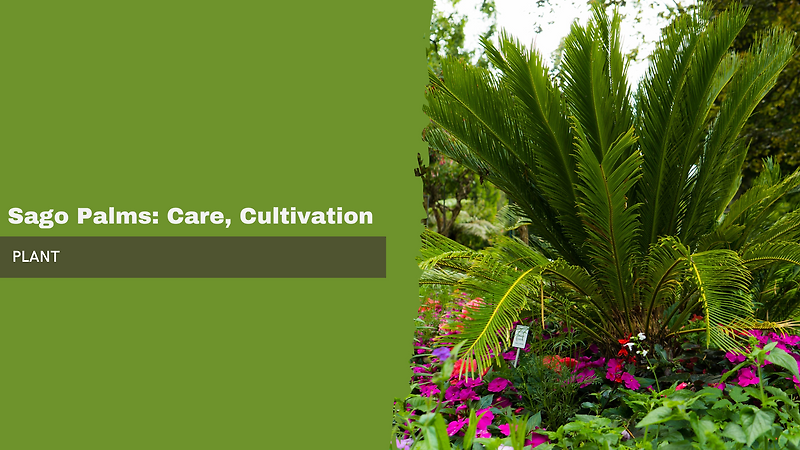 The Complete Guide to Sago Palms: Care, Cultivation, and More - The ...