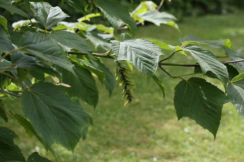 Acer rufinerve 'Grey-Budded Snake-Bark Maple'(20120622)