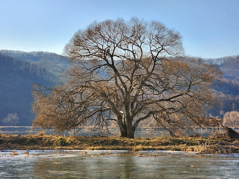 경안천 버들(241219)