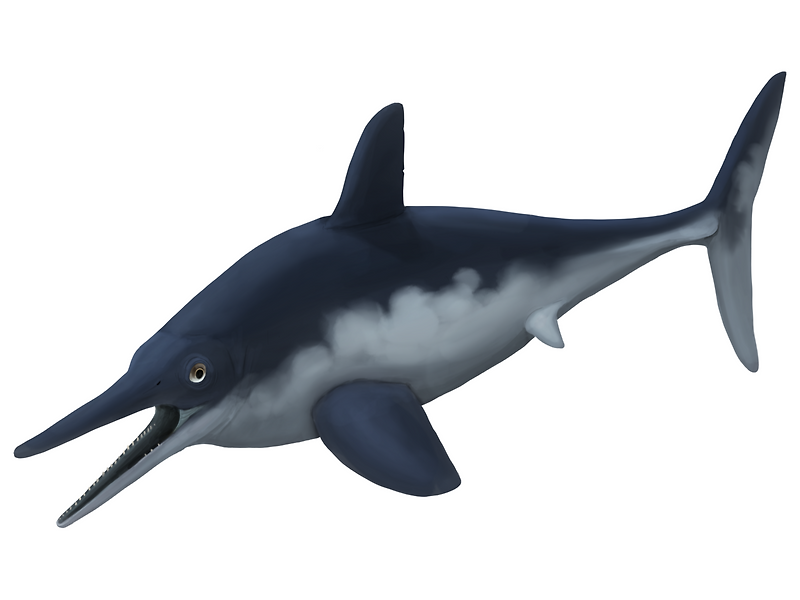 [공룡] 이크티오사우루스 Ichthyosaurus communis