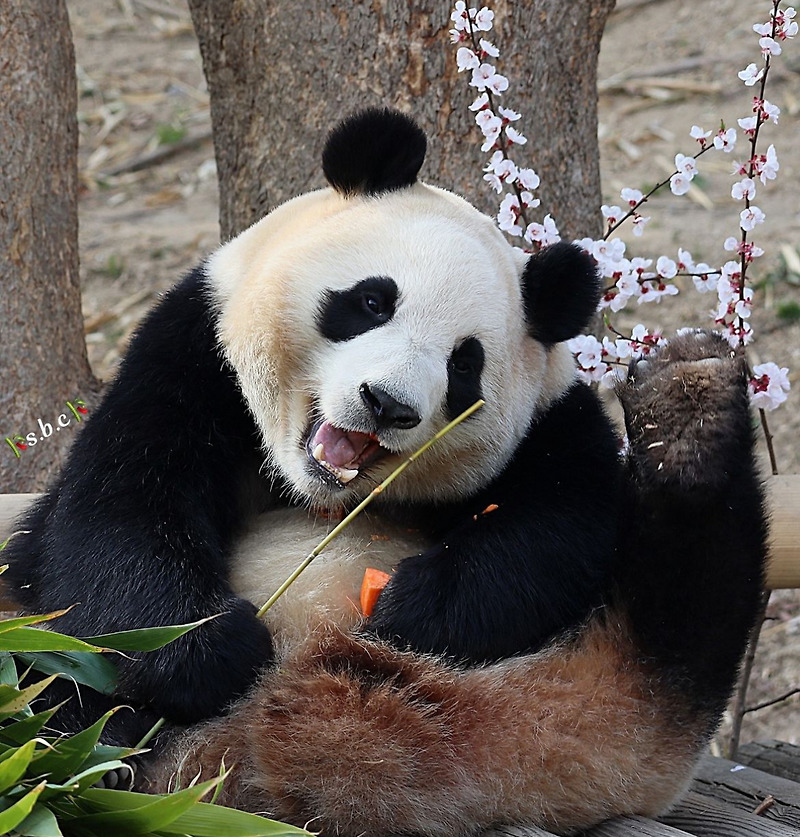 [iOS] JSON (JavaScript Object Notation)