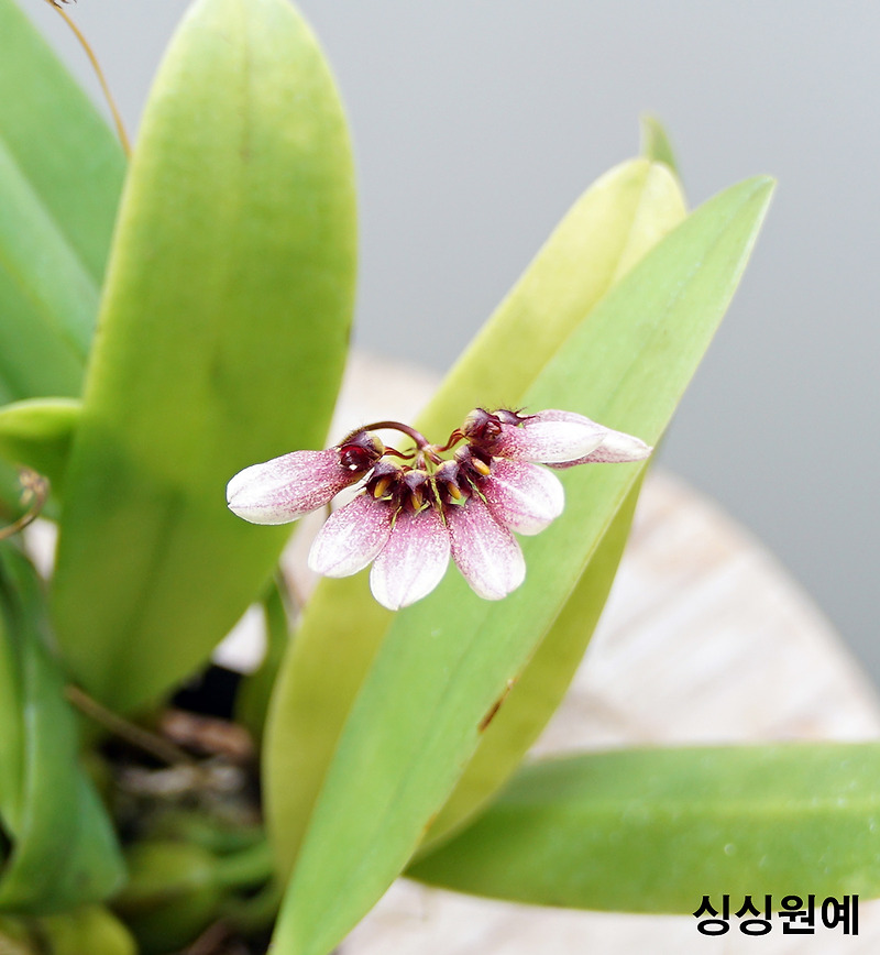 벌브필럼 레피둠(Bulbophyllum lepidum)