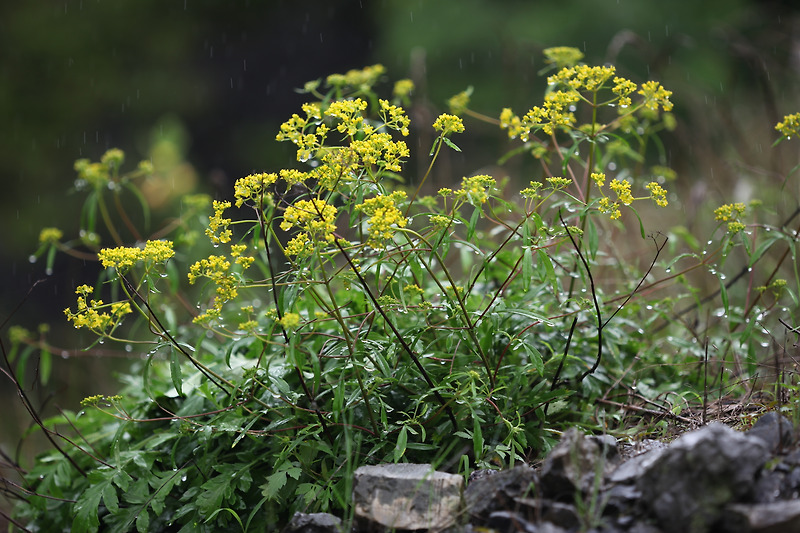 돌마타리 (학명 : Patrinia rupestris Jussieu)