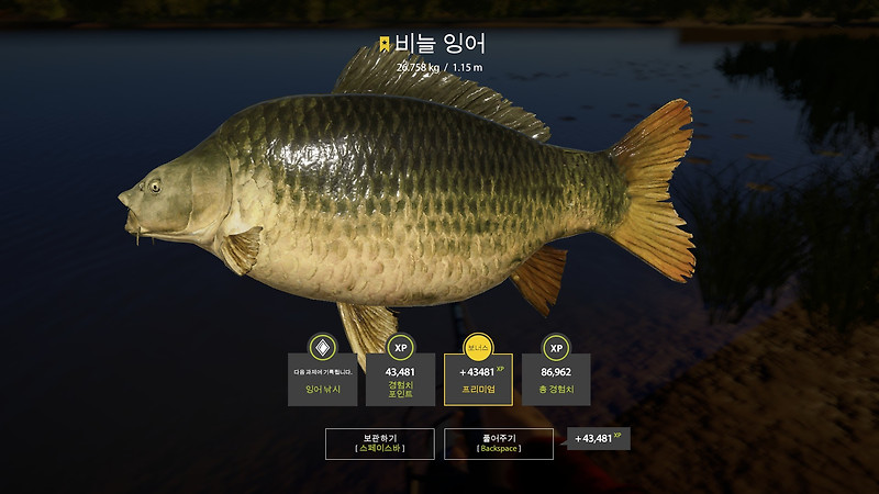 러시안 피싱 4 엠버 호수 잉어 조과 (비늘잉어 트롭) / Amber lake Common Carp Spot RF4