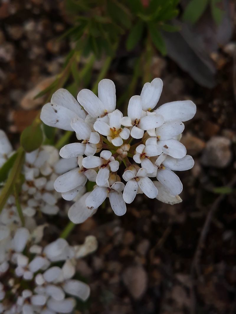 Iberis sp.