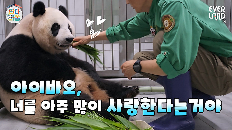 판다와쏭 댓잎 새순을 모아 입에 넣어준다는 건💕│아이바오 위해 마음을 쏟는 송바오와 쌍둥이 소식들은 바오부녀의 귀여운 반응까지│판다와쏭 