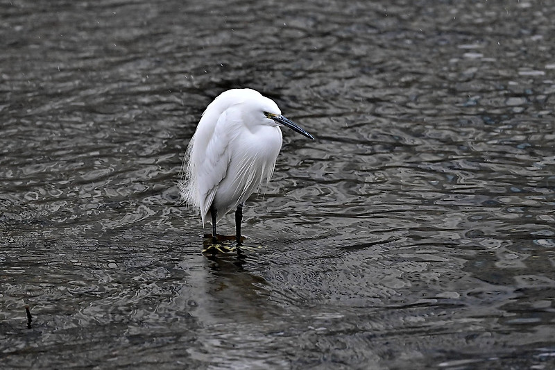 Little Egret with long white plemes
