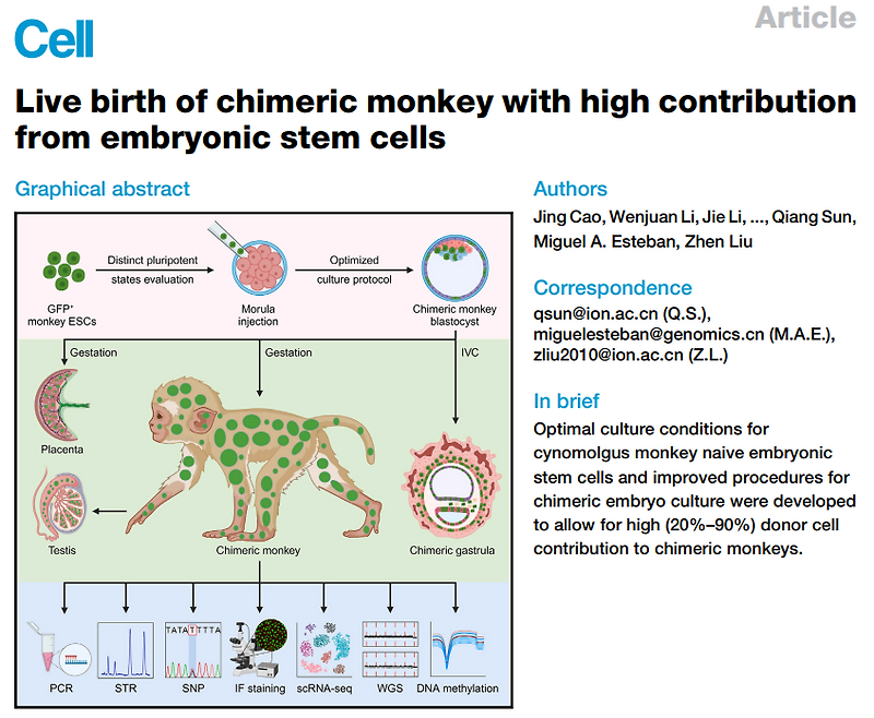 [23.11.13] Live birth of chimeric monkey with high contribution from ...