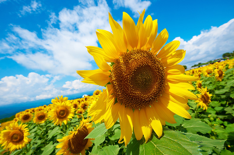 미국 사례, 매일 감사 노트 쓰면서 내 인생 이렇게 바뀌었어요 2