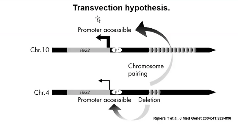 분자생물학 (19.3) - DNA activation domain 2