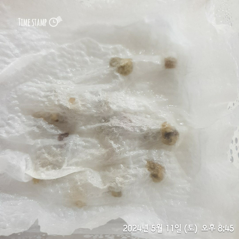 다이소 한련화파종