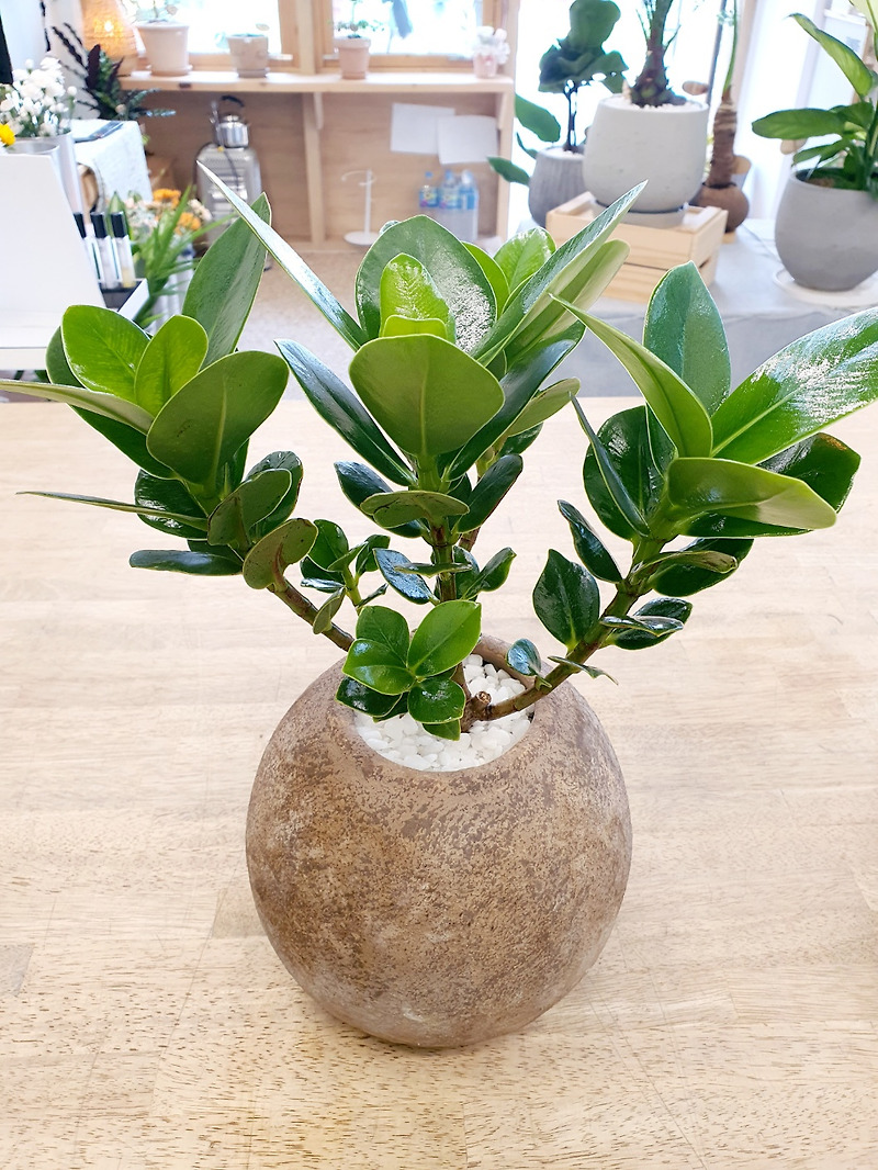 Coin leaves bring good luck - Clusia Loggia