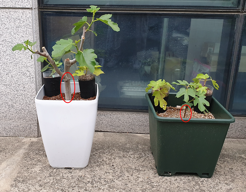 화분에서 무화과를 키워서 먹었어요. (2023년 2편 : RDB)