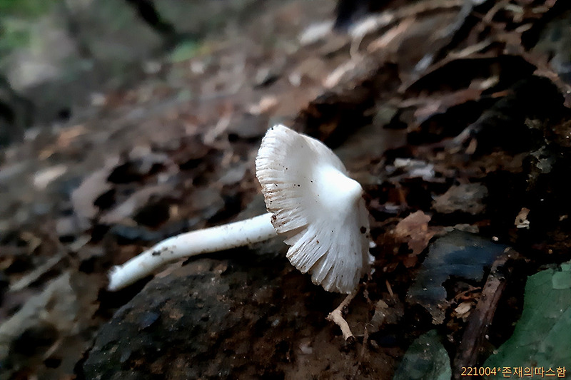 흰땀버섯 Inocybe umbratica
