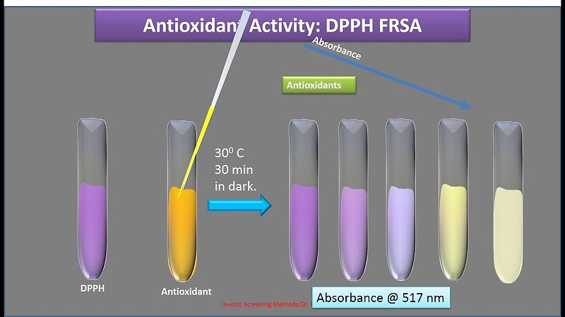 효능 평가 - DPPH assay에 의한 항산화활성 평가