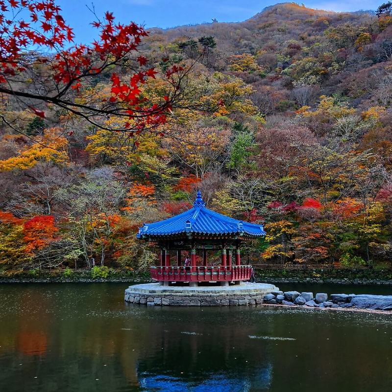 정읍 내장산 단풍 절정시기