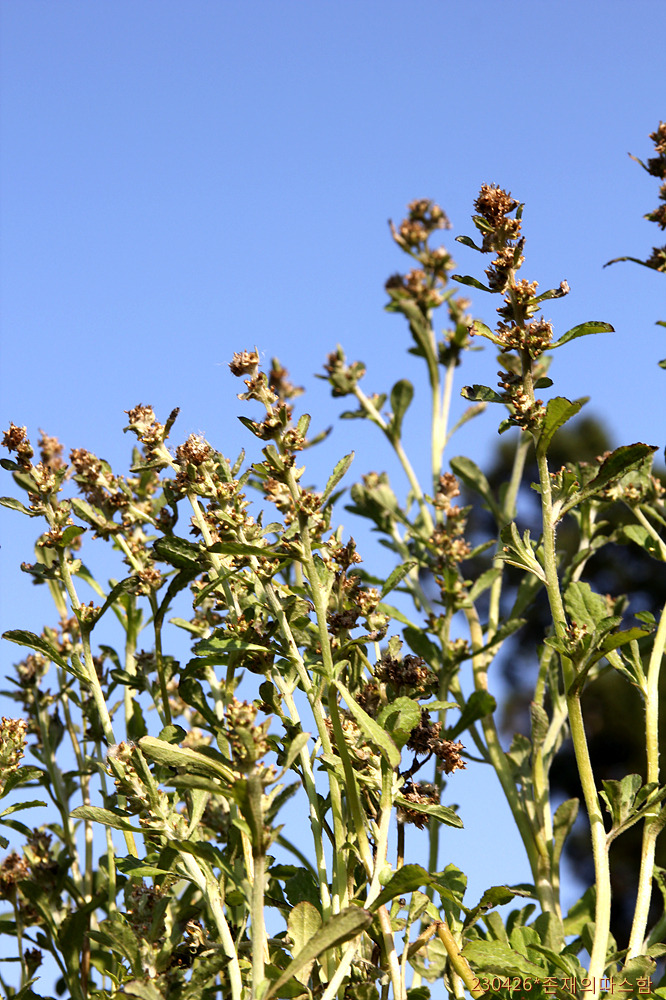 자주풀솜나물 Gamochaeta purpurea