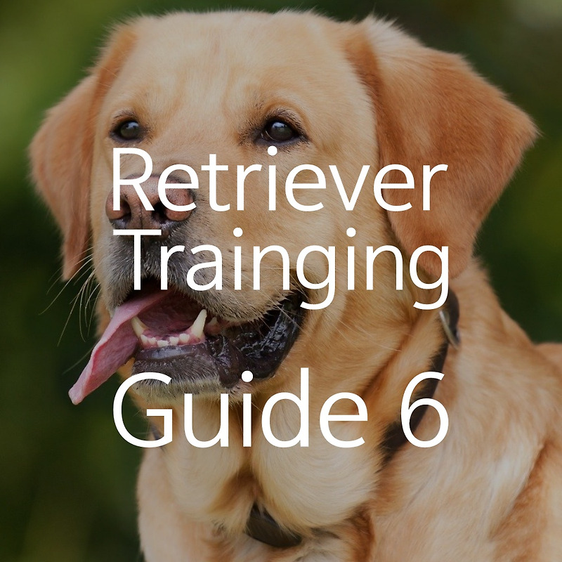 Retriever Training 101: Essential Tips for Successful Training