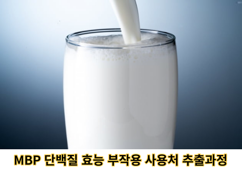 MBP 단백질 효능 부작용 사용처 추출과정