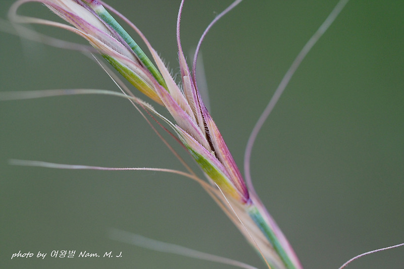 속털개밀(벼과 갯보리속) Elymus ciliaris (Trin. ex Bunge) Tzvelev