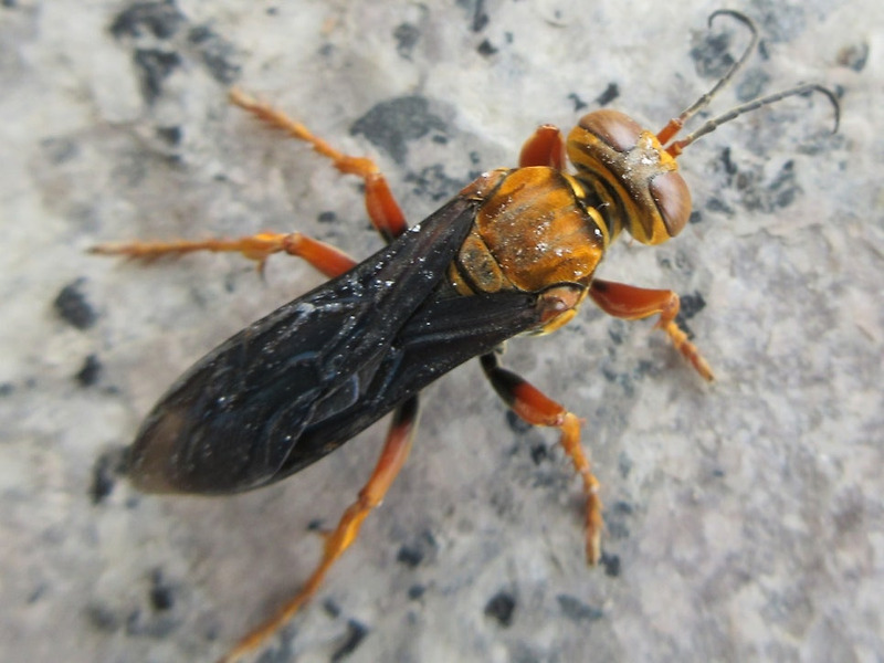 Liris aurulentus (은주둥이벌과 Family Crabronidae)