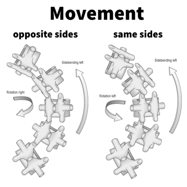 척추의 커플 움직임(Coupled motions of the spine)