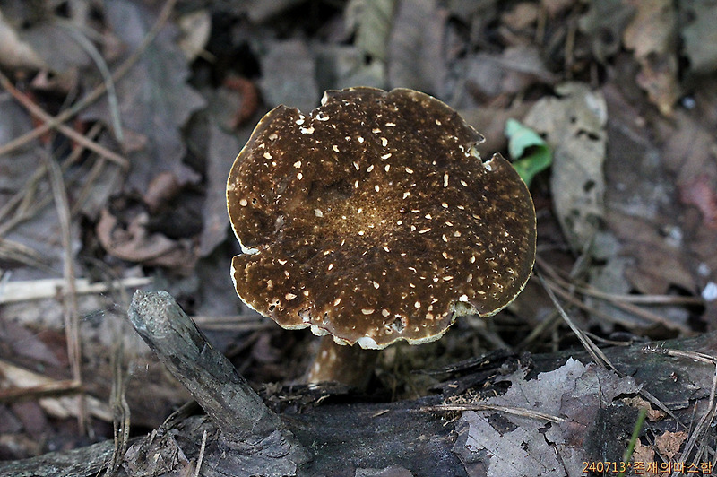 진갈색멋그물버섯(황금씨그물버섯) Xanthoconium affine