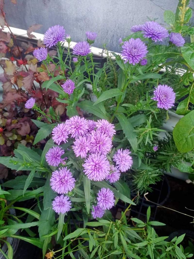 십자가의 복된 일상 속에서 사십시오