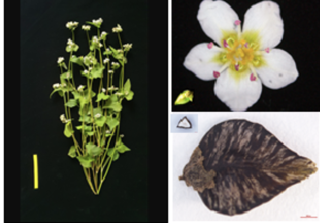 루틴이 풍부한 다수성 메밀 품종, ‘햇살미소(Haetsal-Miso)’를 소개합니다