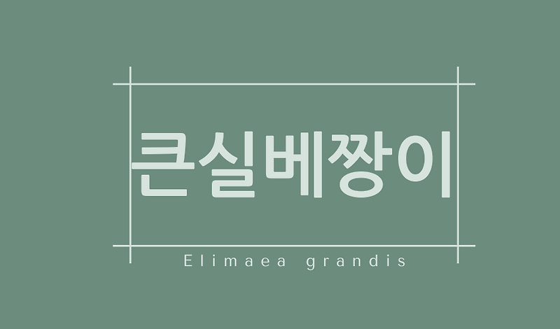 큰실베짱이(Elimaea grandis)특징,서식지,종류,천적,수명,몸무게,꿈해몽