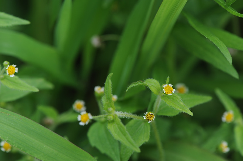 별꽃아재비 Kew weed